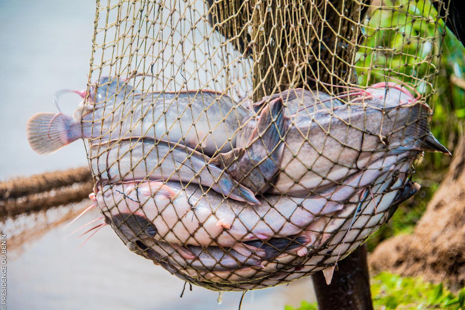 Développement de la filière aquaculture | Programme d'Action du ...